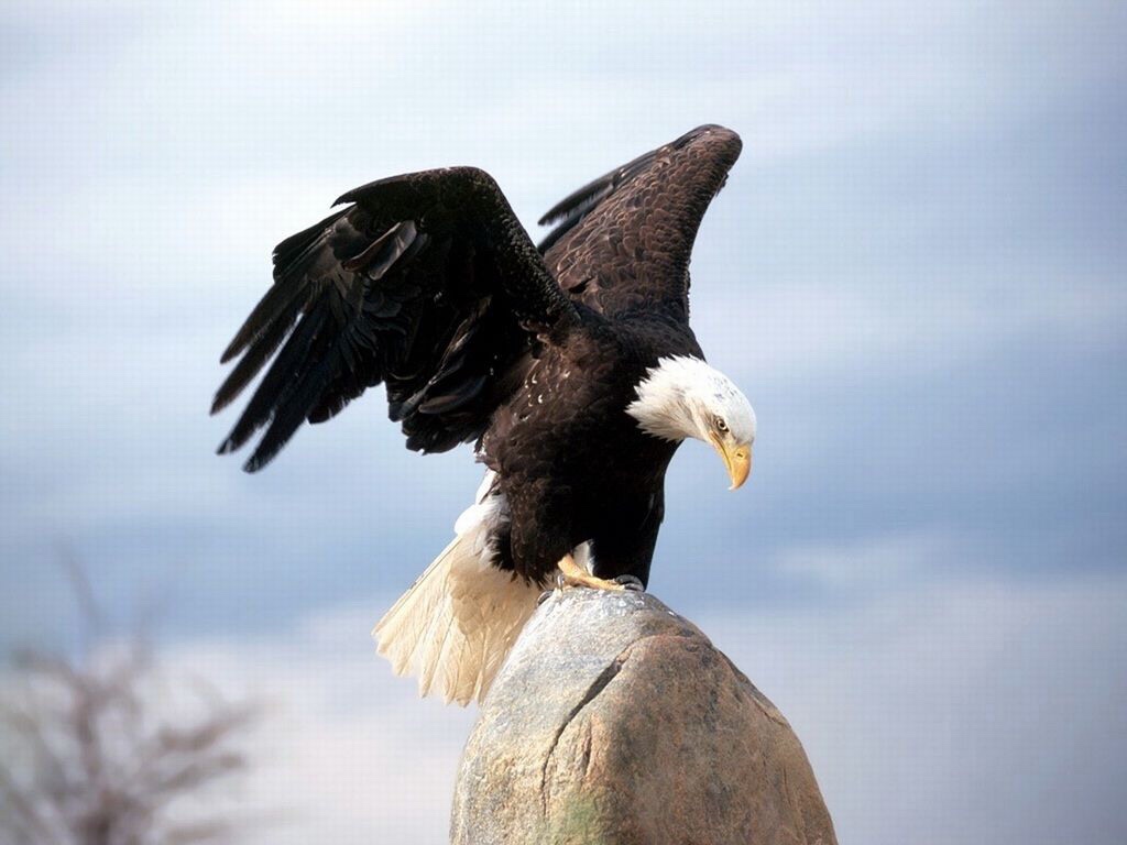 By Heart – Attempt 1 – The Eagle by Alfred Tennyson | LeedsBookClub